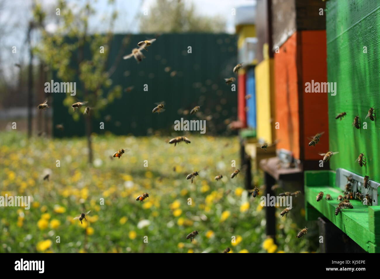 bees collecting pollen in spring Stock Photo - Alamy