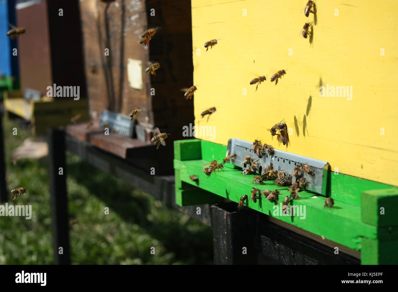bees collecting pollen in spring and entering in beehive Stock Photo ...