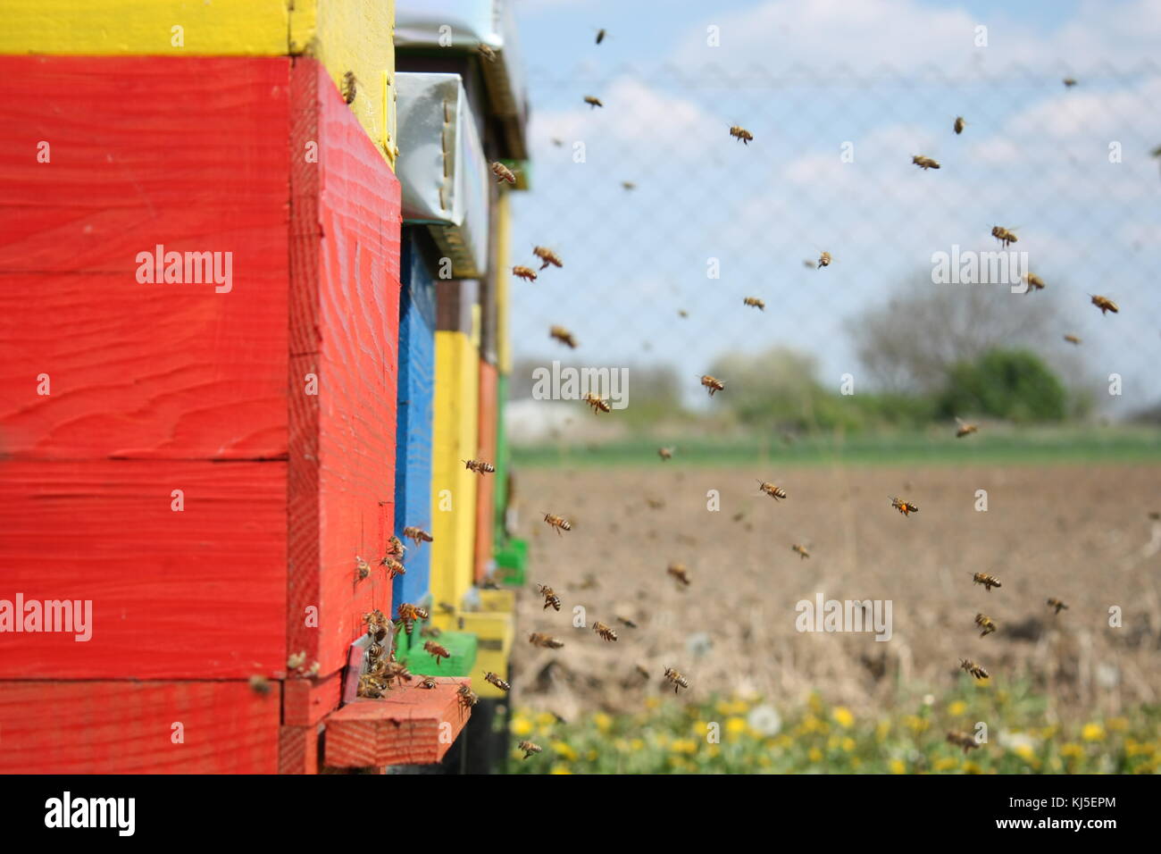 bees playing around the hive Stock Photo - Alamy