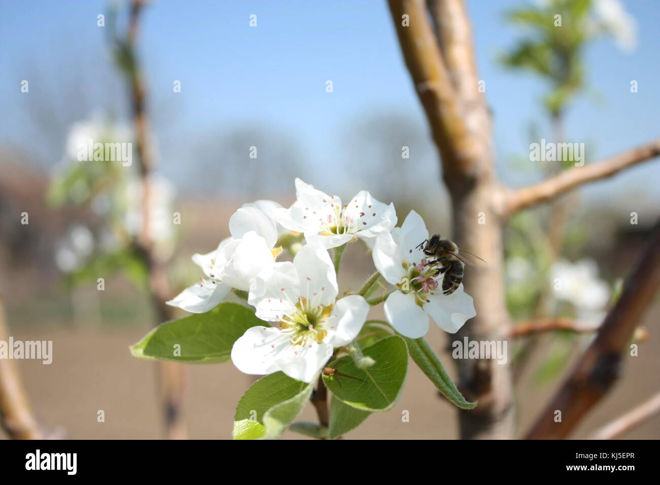 Honeybee collecting spring pollen Stock Photo - Alamy
