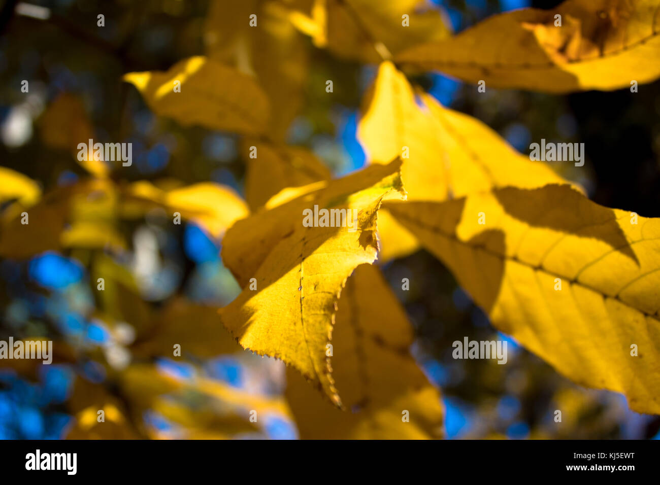 Large dry leaves hi-res stock photography and images - Alamy
