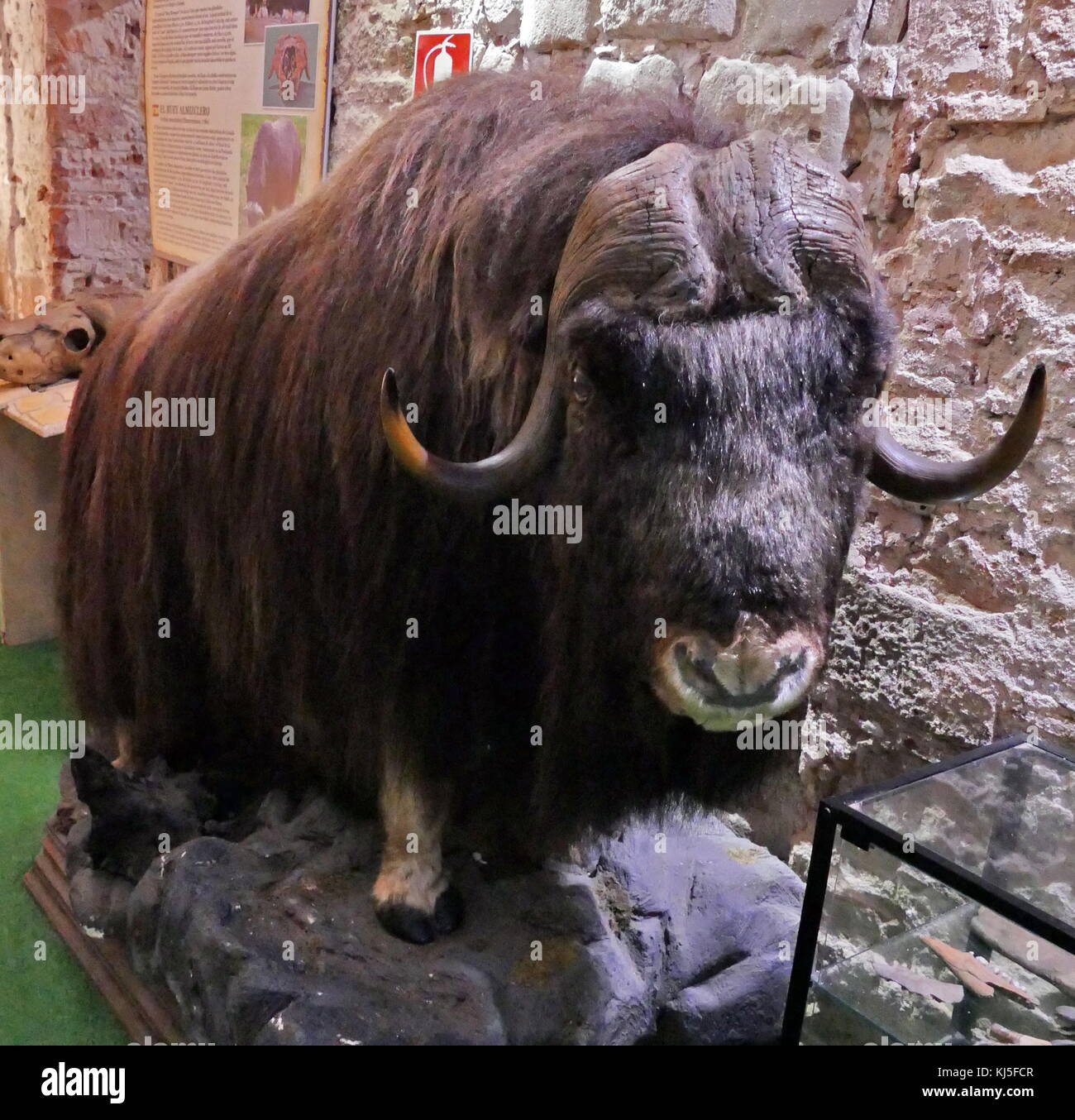 Bovidae family hi-res stock photography and images - Alamy