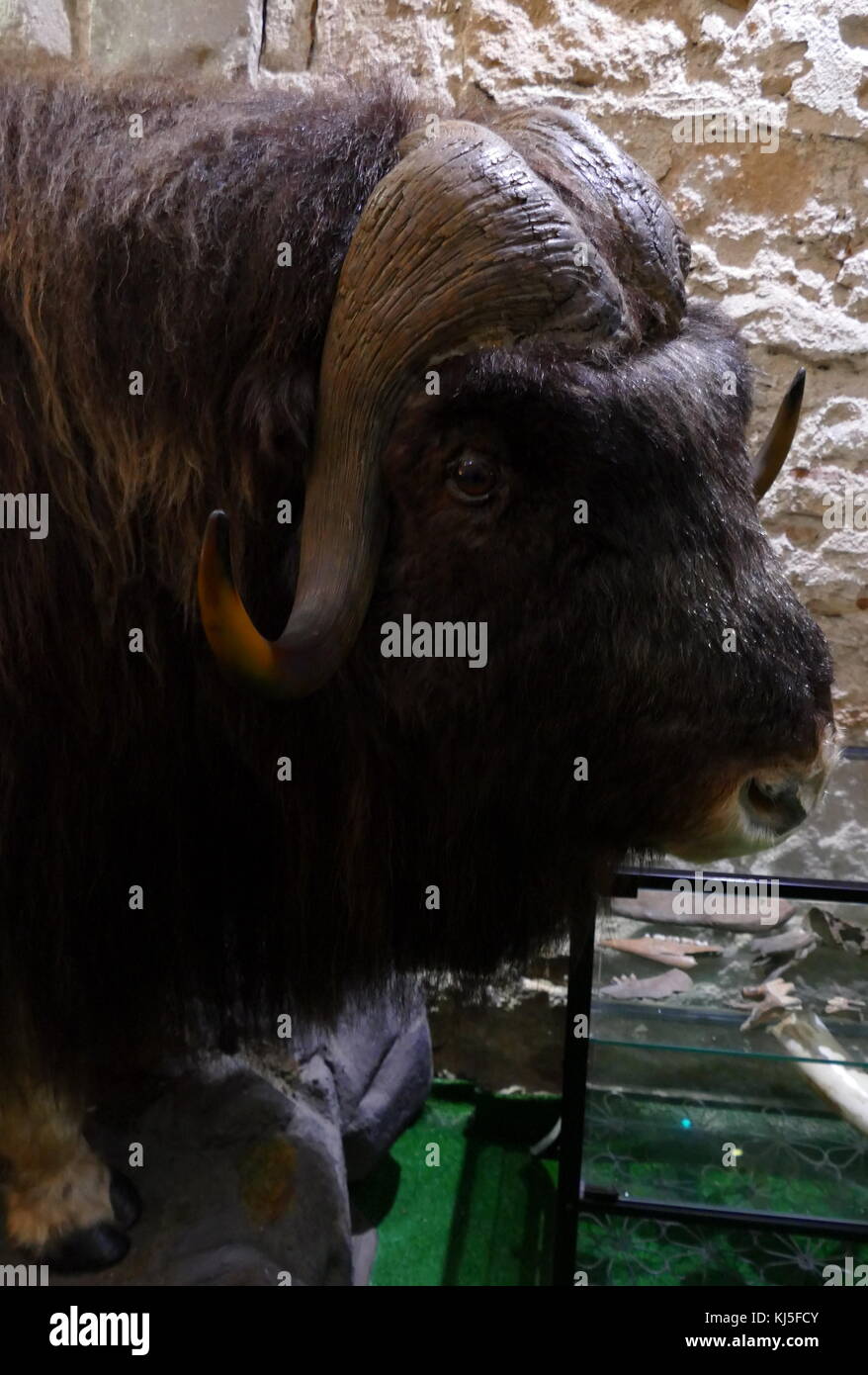 Bovidae family hi-res stock photography and images - Alamy