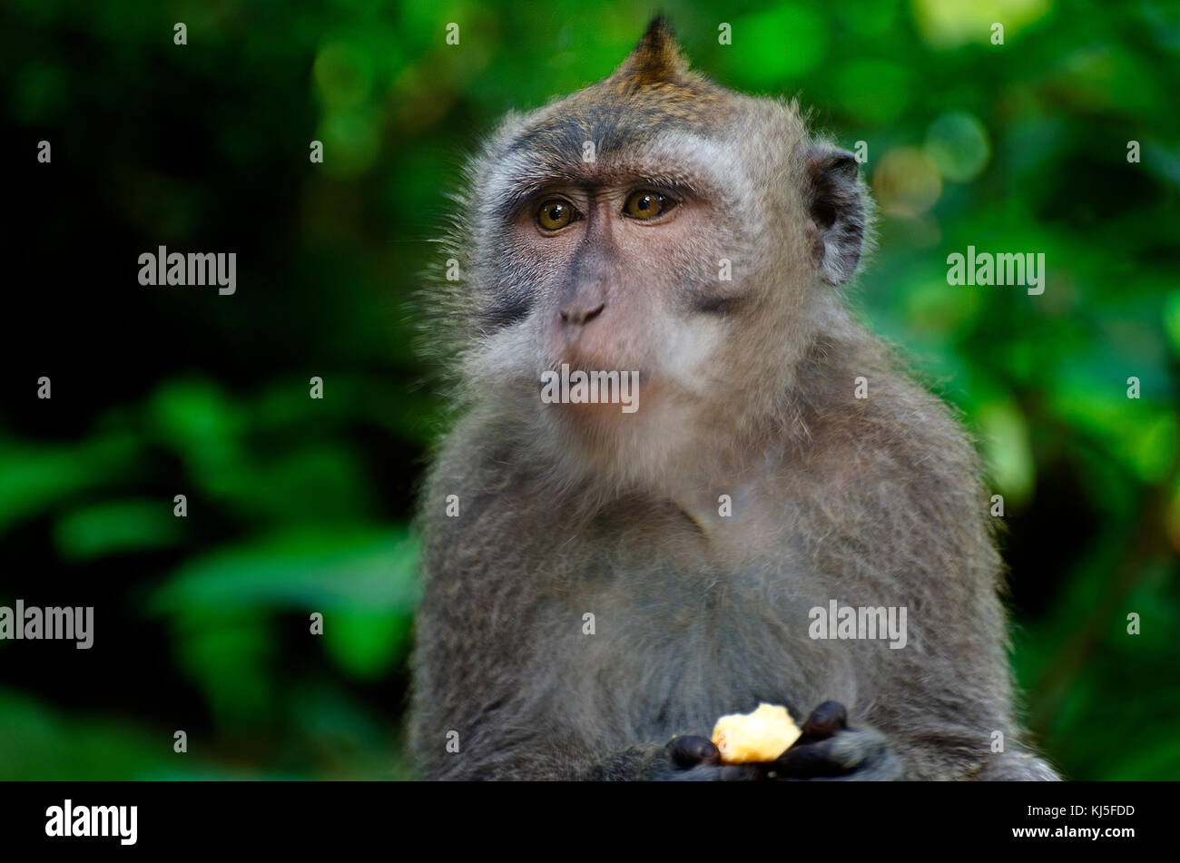 Long-tailed macaque (Balinese long-tailed monkey) in Monkey forest Bali ...