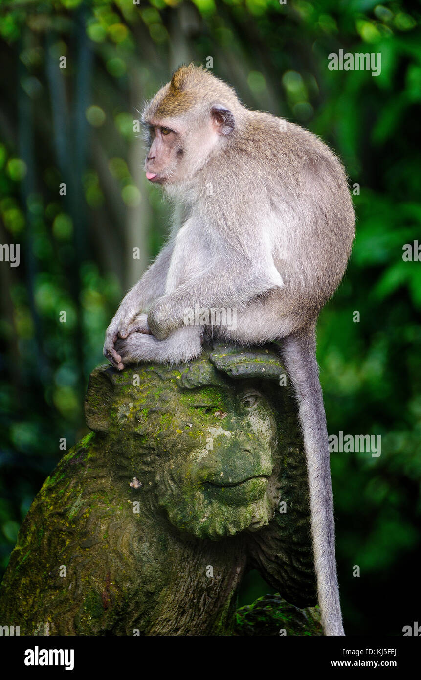 Long-tailed macaque (Balinese long-tailed monkey) in Monkey forest Bali ...