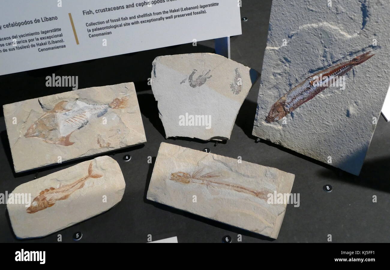 Fossils of lebanon hi-res stock photography and images - Alamy