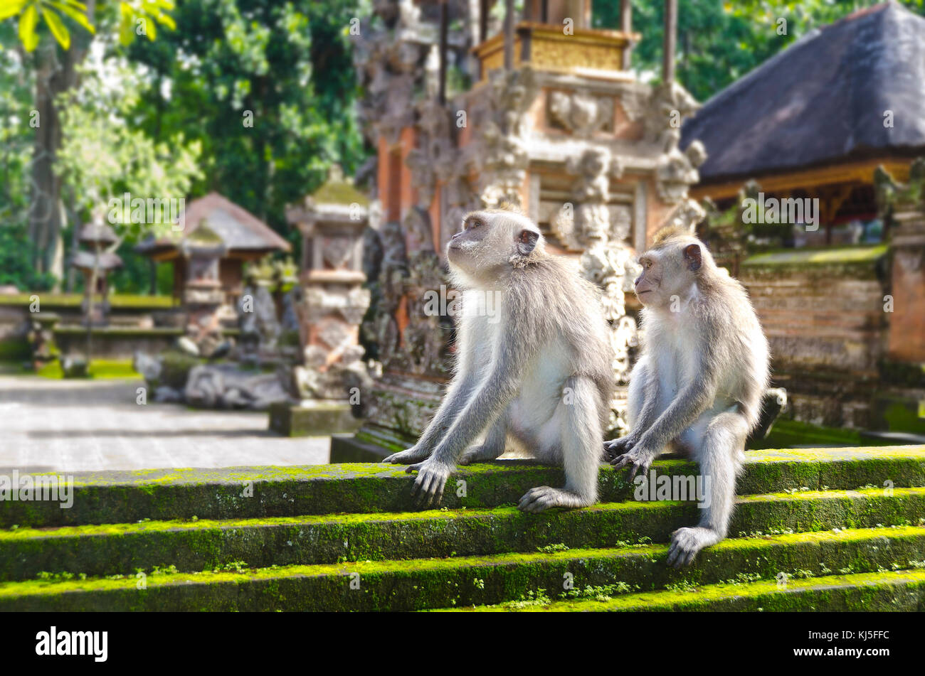 Monkey bali hi-res stock photography and images - Alamy