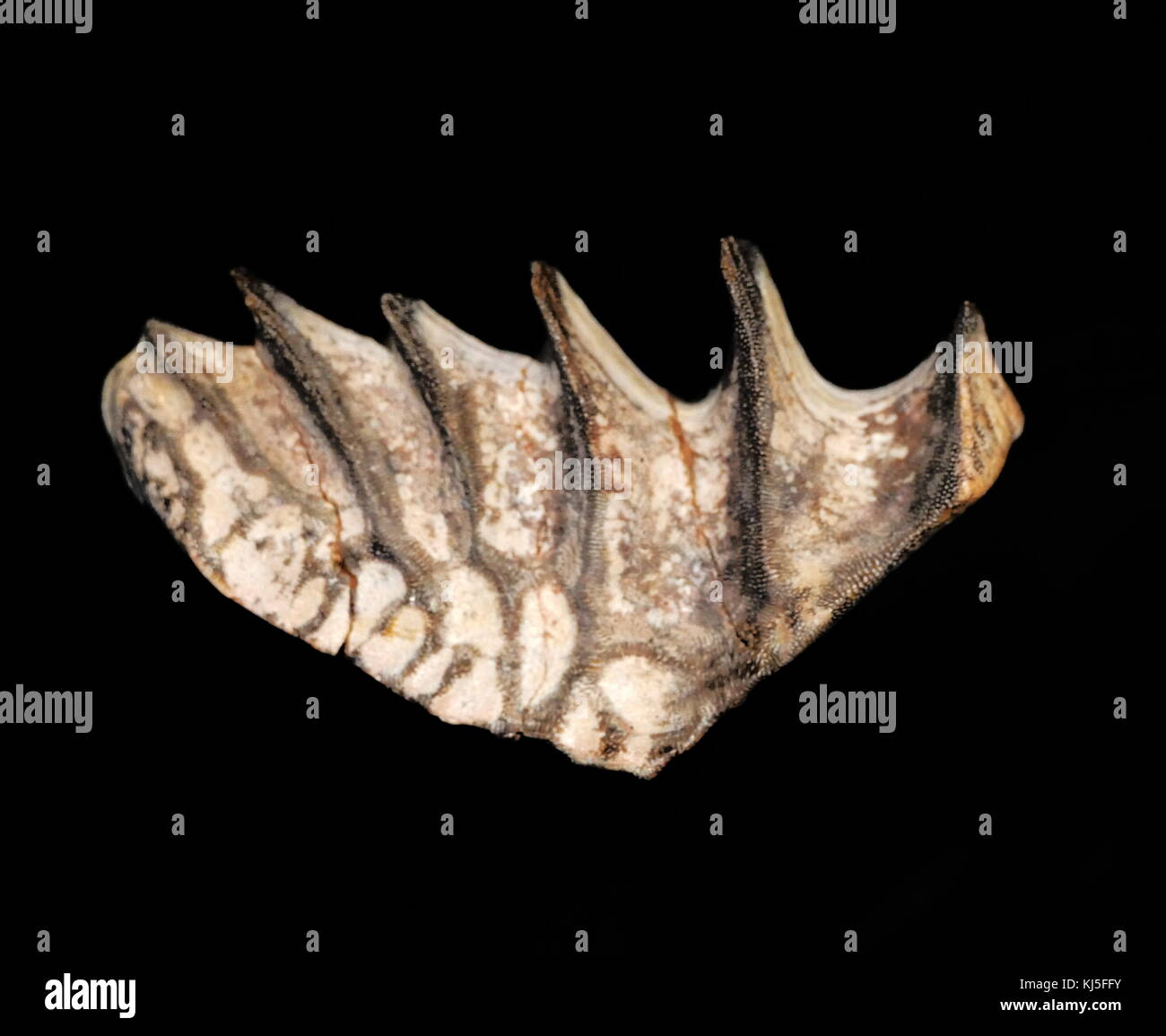Fragments of a skeleton of a Spinosaurus, a genus of theropod dinosaur ...