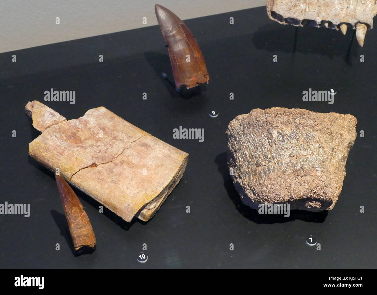 Fragments of a skeleton of a Spinosaurus, a genus of theropod dinosaur ...