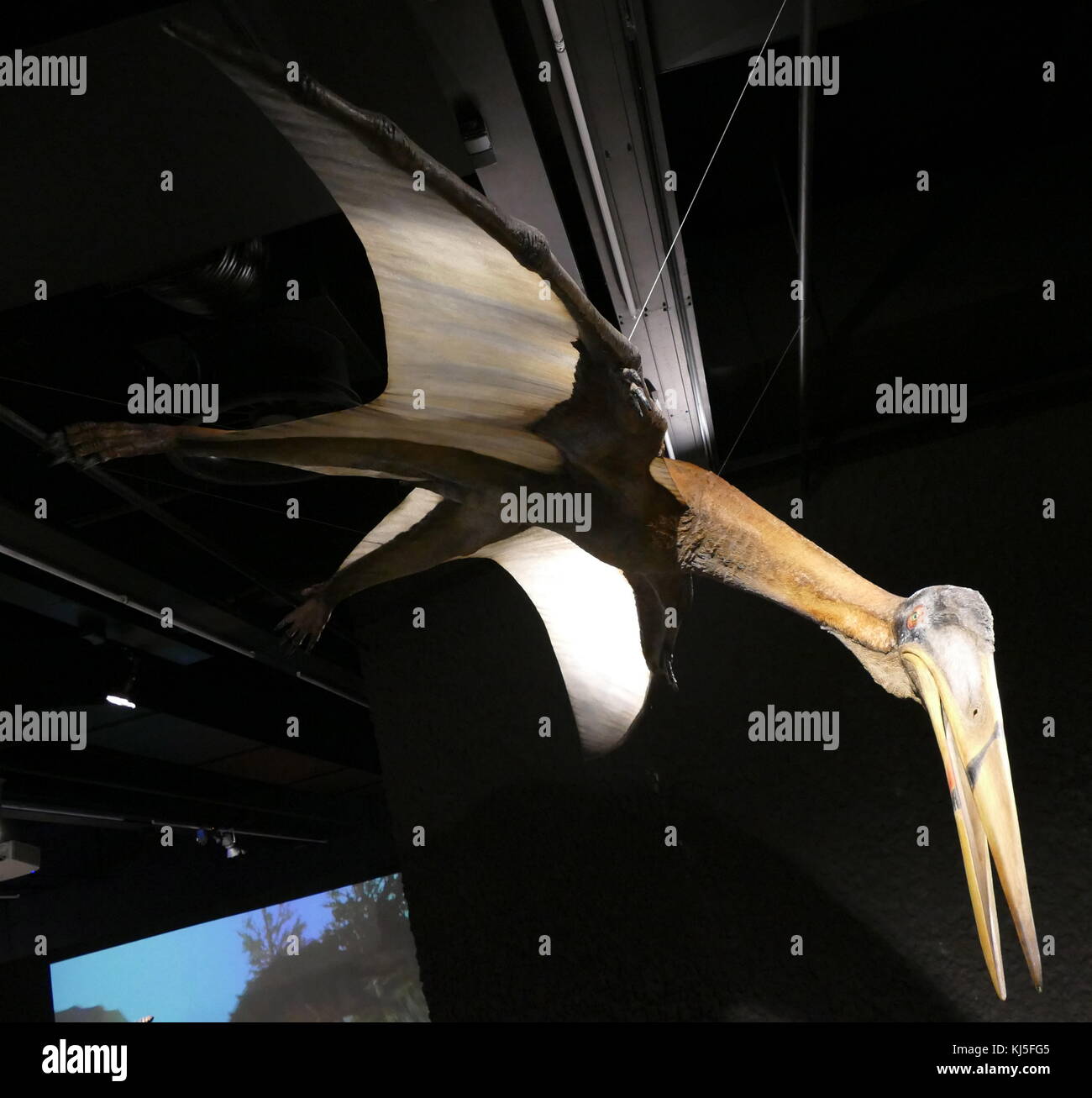 A pterodactyl hi-res stock photography and images - Alamy