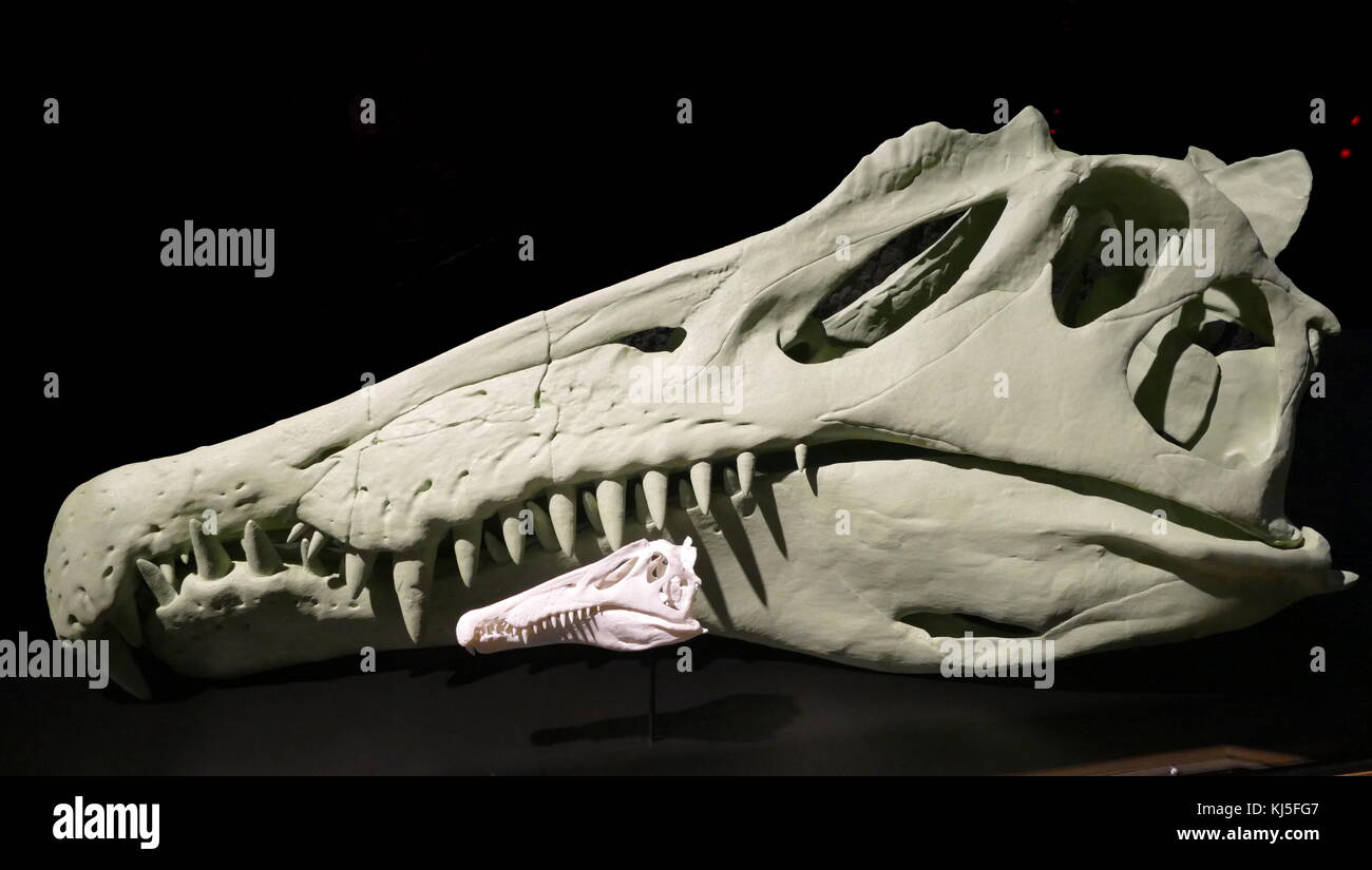 Fragments of a skeleton of a Spinosaurus, a genus of theropod dinosaur ...