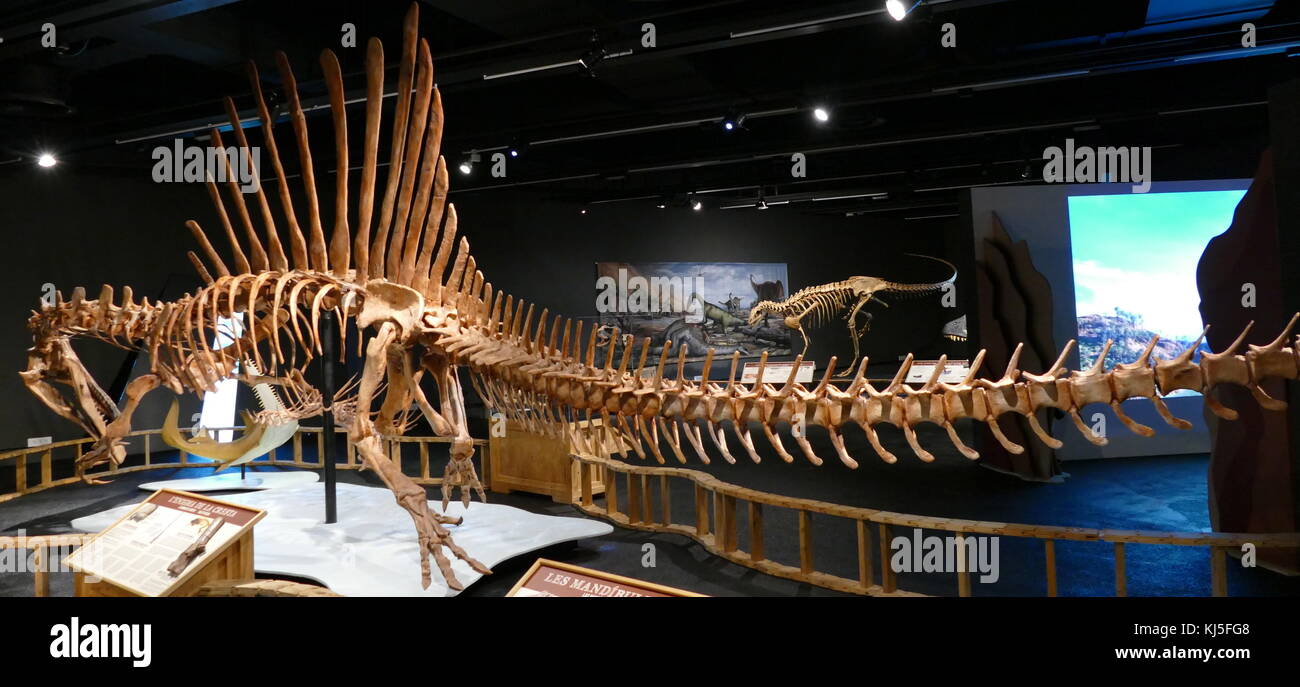 Spinosaurus Skeleton