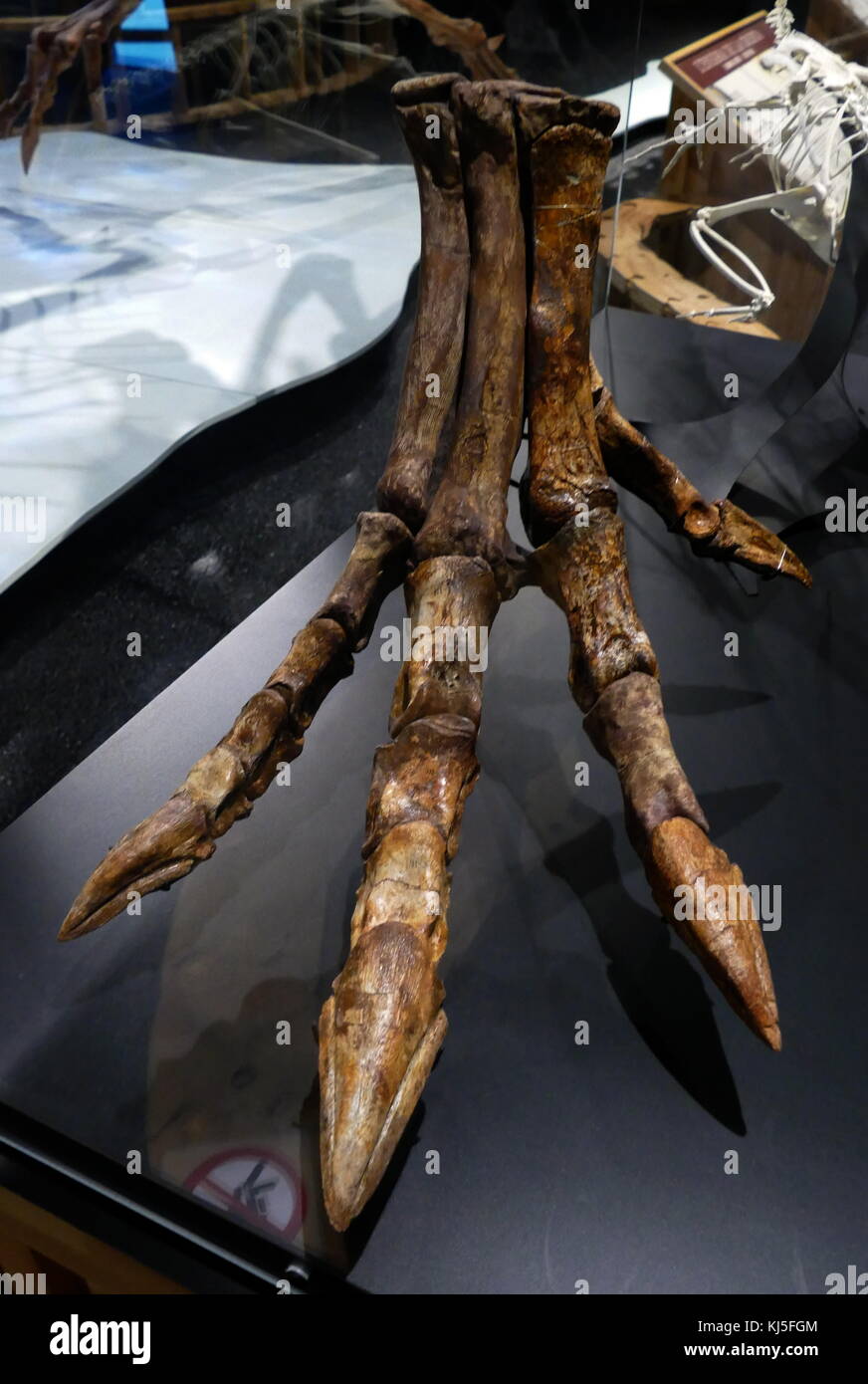 Skeleton of a Spinosaurus, a genus of theropod dinosaur Stock Photo - Alamy