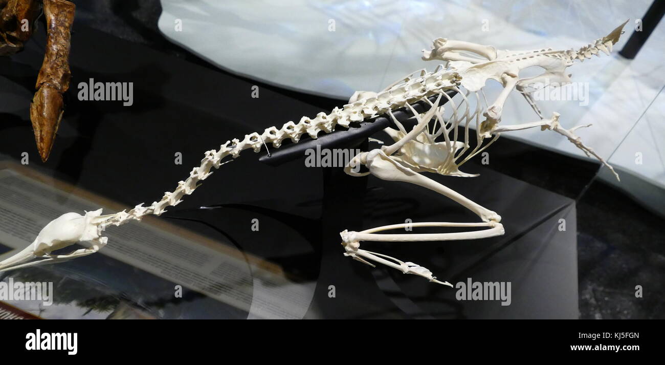 Skeleton of a Spinosaurus, a genus of theropod dinosaur Stock Photo - Alamy