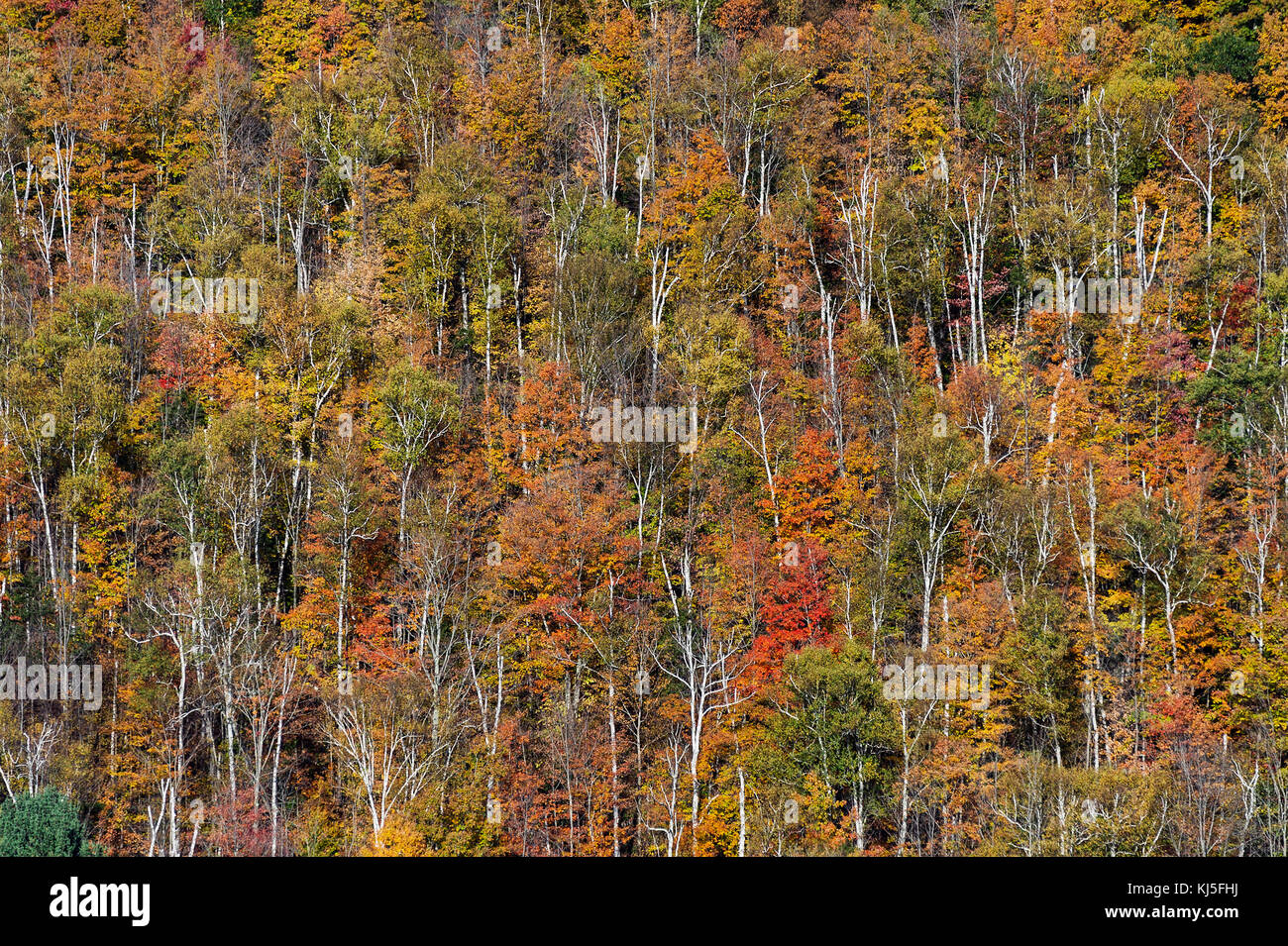 Colorful abstract tree hi-res stock photography and images - Alamy