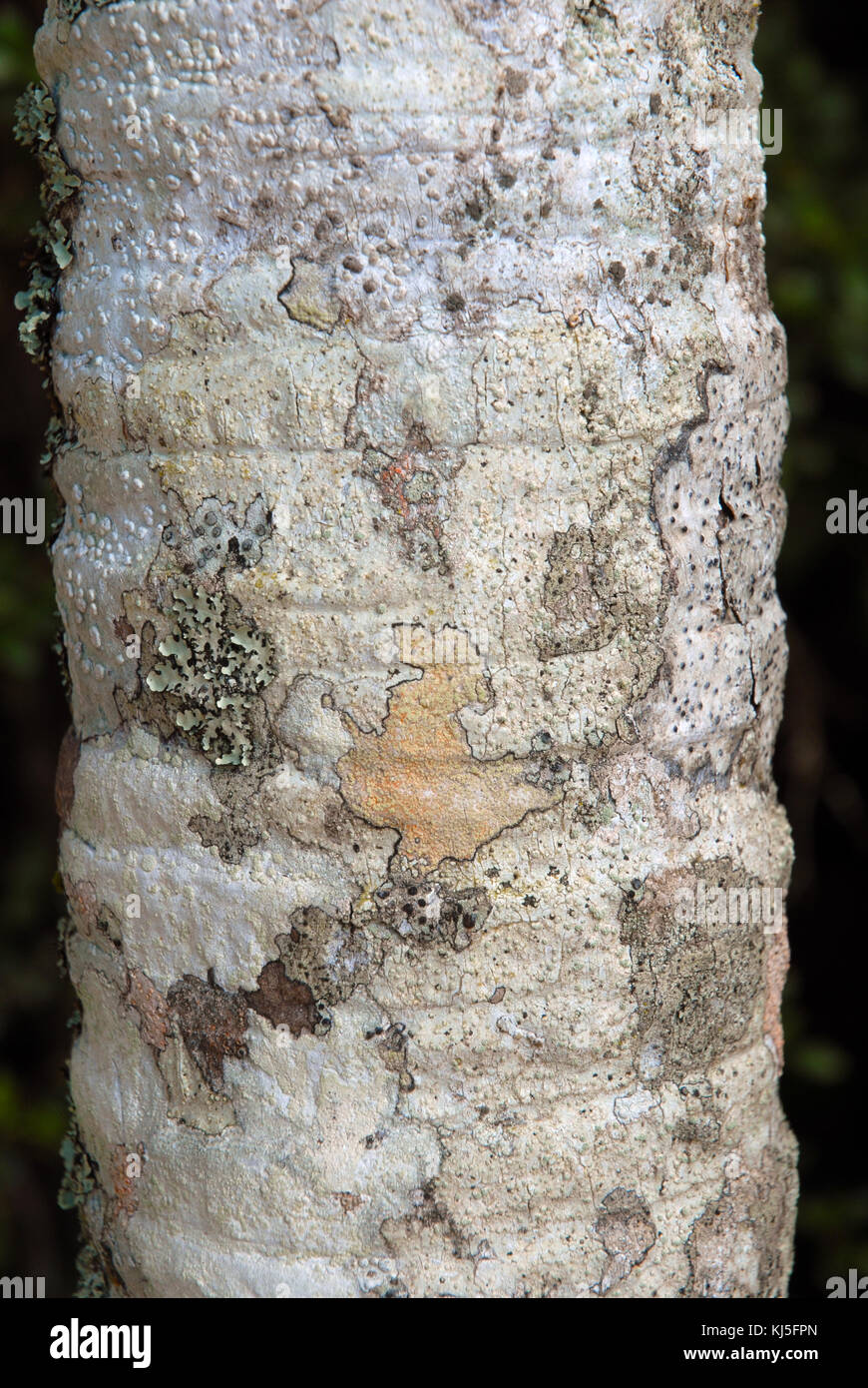 Tree bark covered with Lichen, North Island, New Zealand Stock Photo ...
