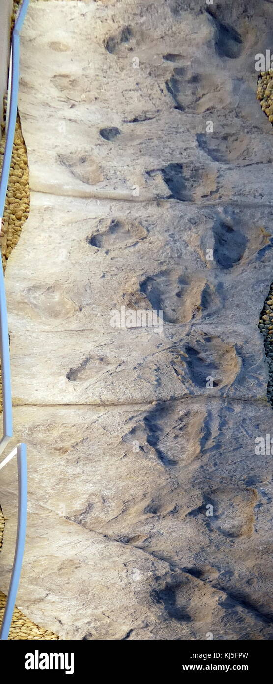 Replica of the Laetoli footprints, hominin footprints which are ...