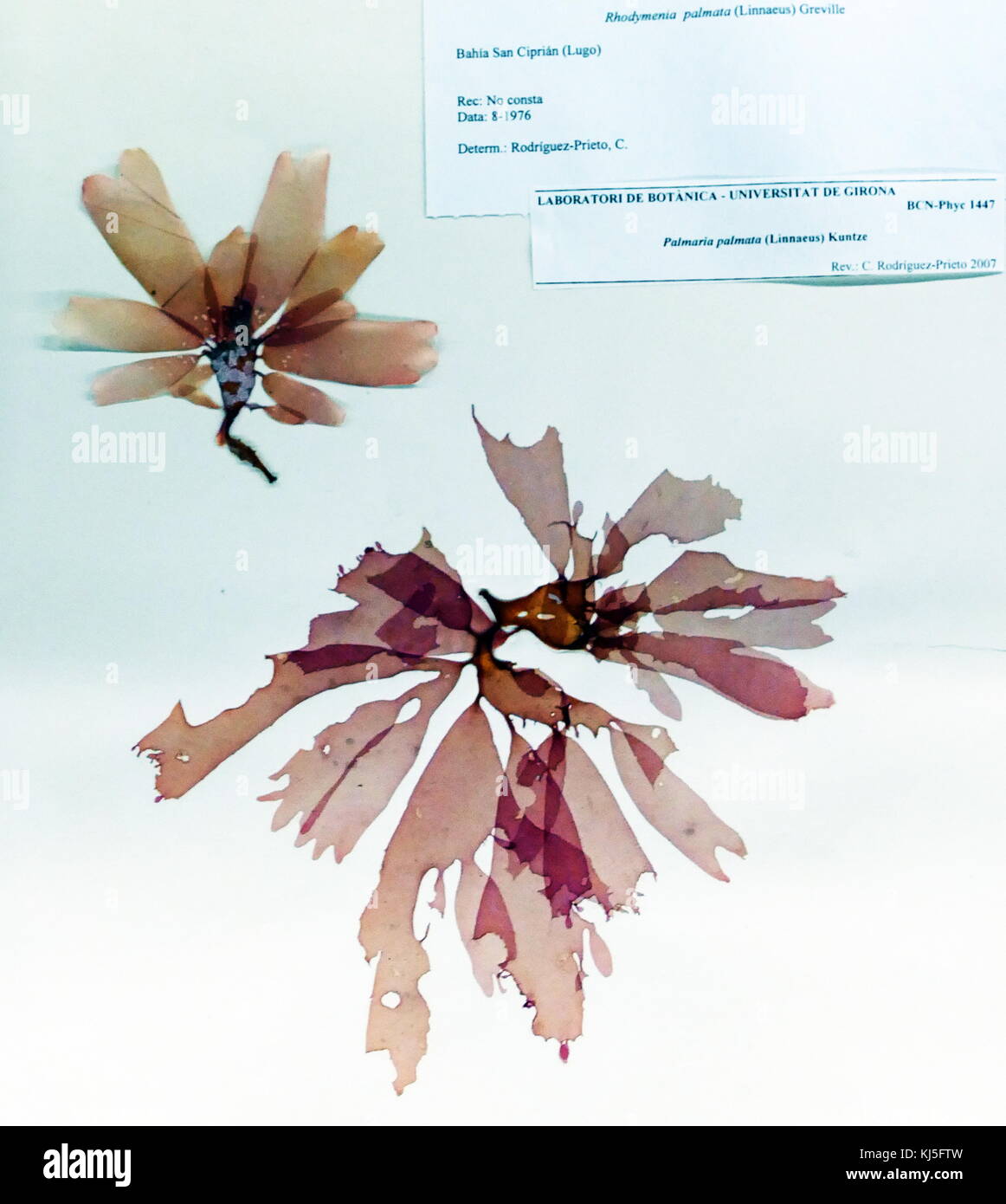 Pressed Palmaria Palmata, also called dulse, dillisk or dilsk, red ...
