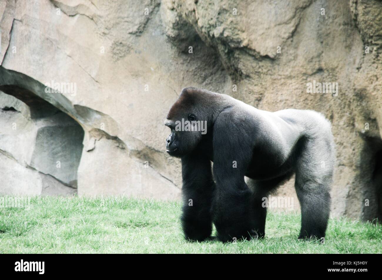 Gorilla macho of silver back looking at the front with air at the left ...