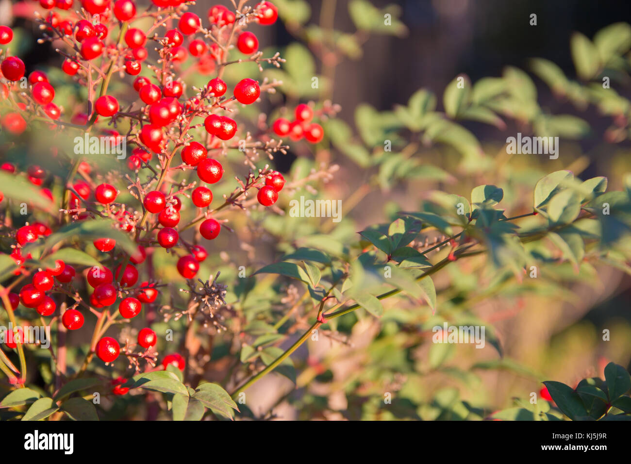 Red seeds on a hedge Stock Photo - Alamy