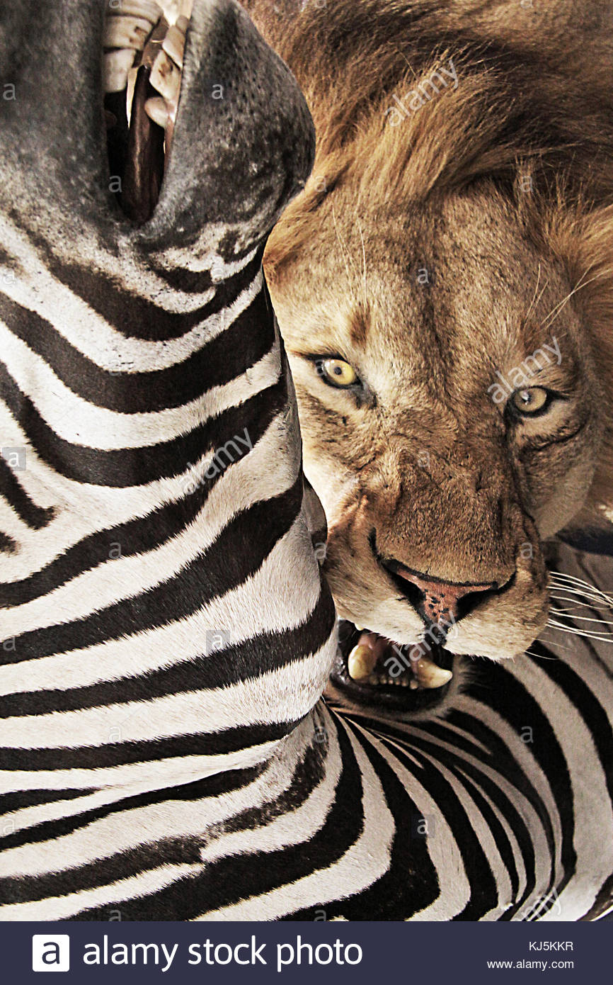 Lion Hunting Zebra Stock Photos & Lion Hunting Zebra Stock Images - Alamy