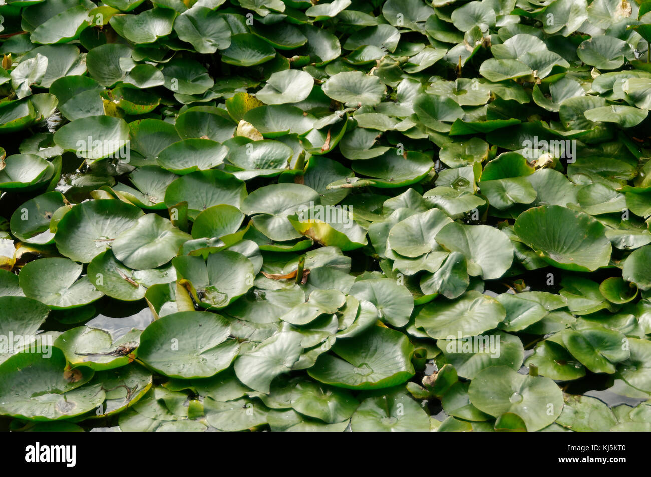 Floating lilly pad hi-res stock photography and images - Alamy