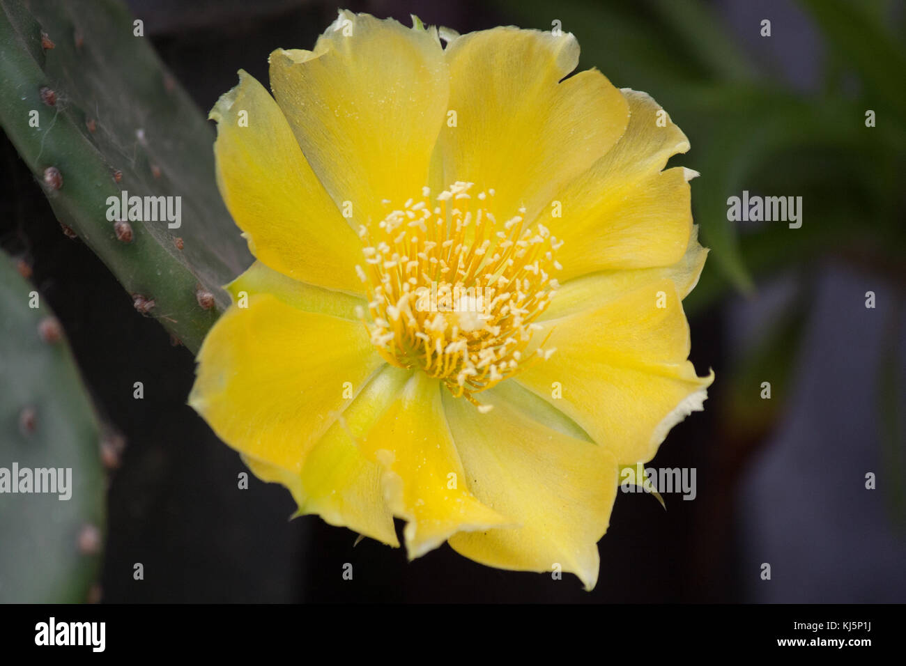 Yellow flower of a cactus Stock Photo - Alamy