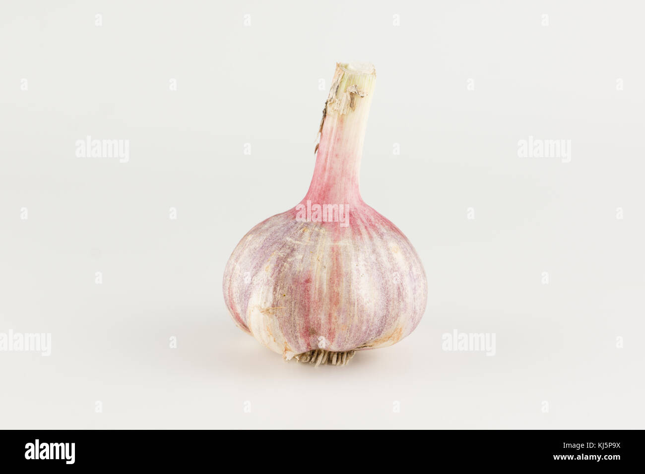 Head of garlic close-up isolated on white background Stock Photo - Alamy