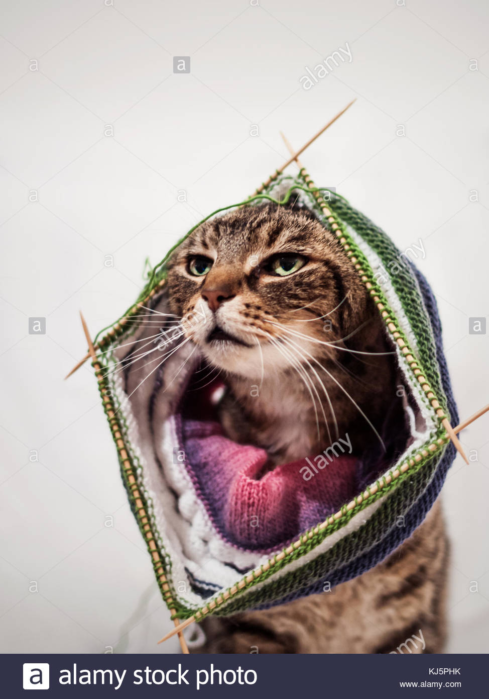 Unhappy Cat Stock Photos & Unhappy Cat Stock Images - Alamy