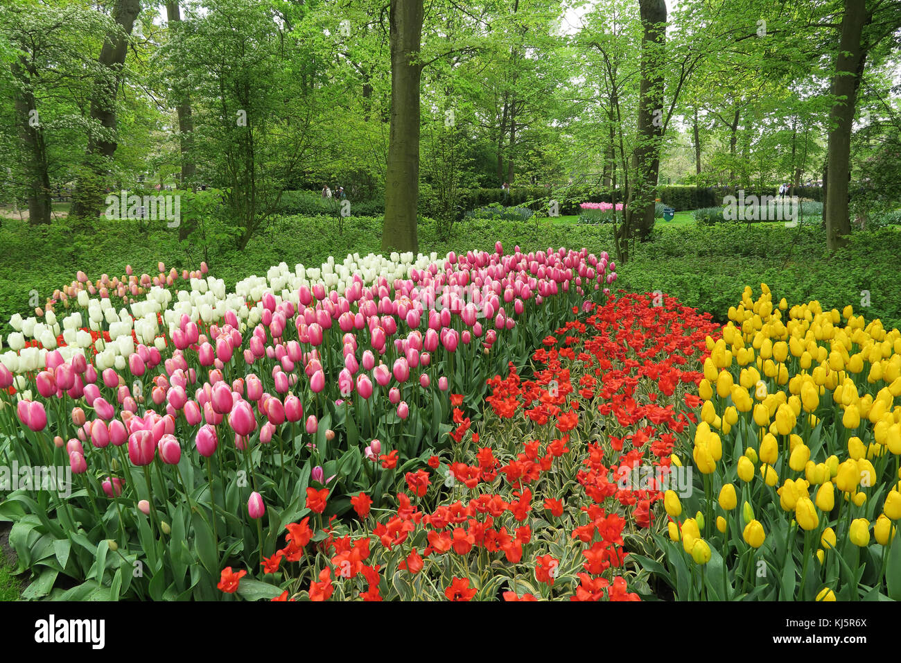 Keukenhof Tulips garden Stock Photo - Alamy