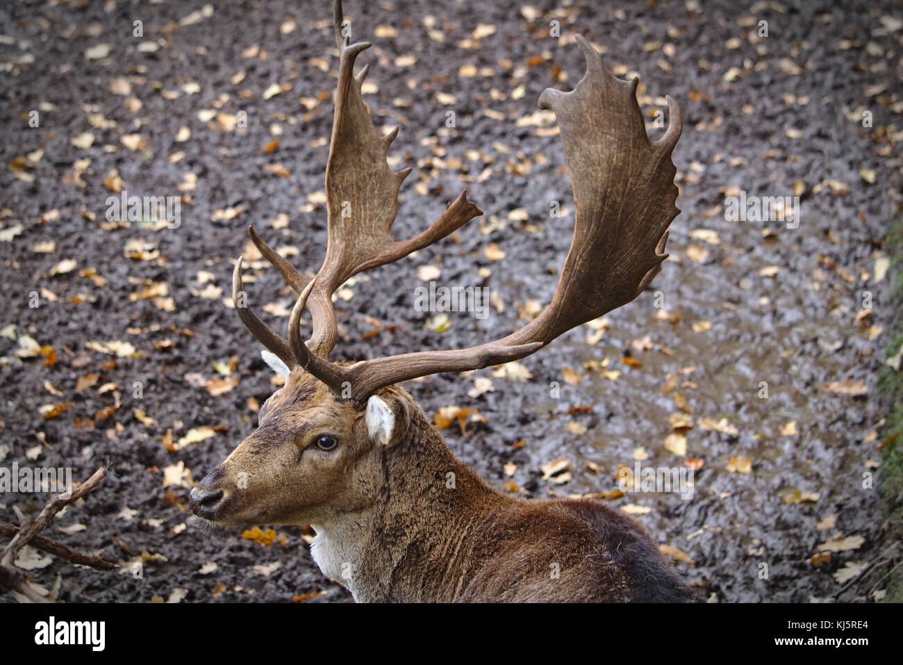Male fallow deer in autumn with fully grown antlers and mud and leaves ...