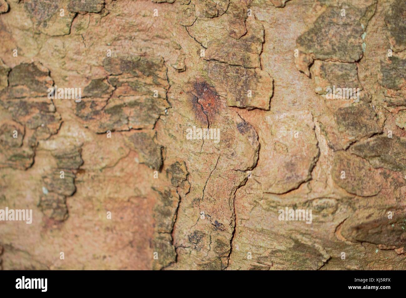 Detail shot of weathered tree bark in forest background texture Stock ...