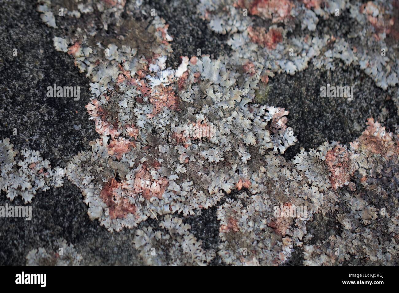Detail shot of lichen on ancient stone background texture Stock Photo ...
