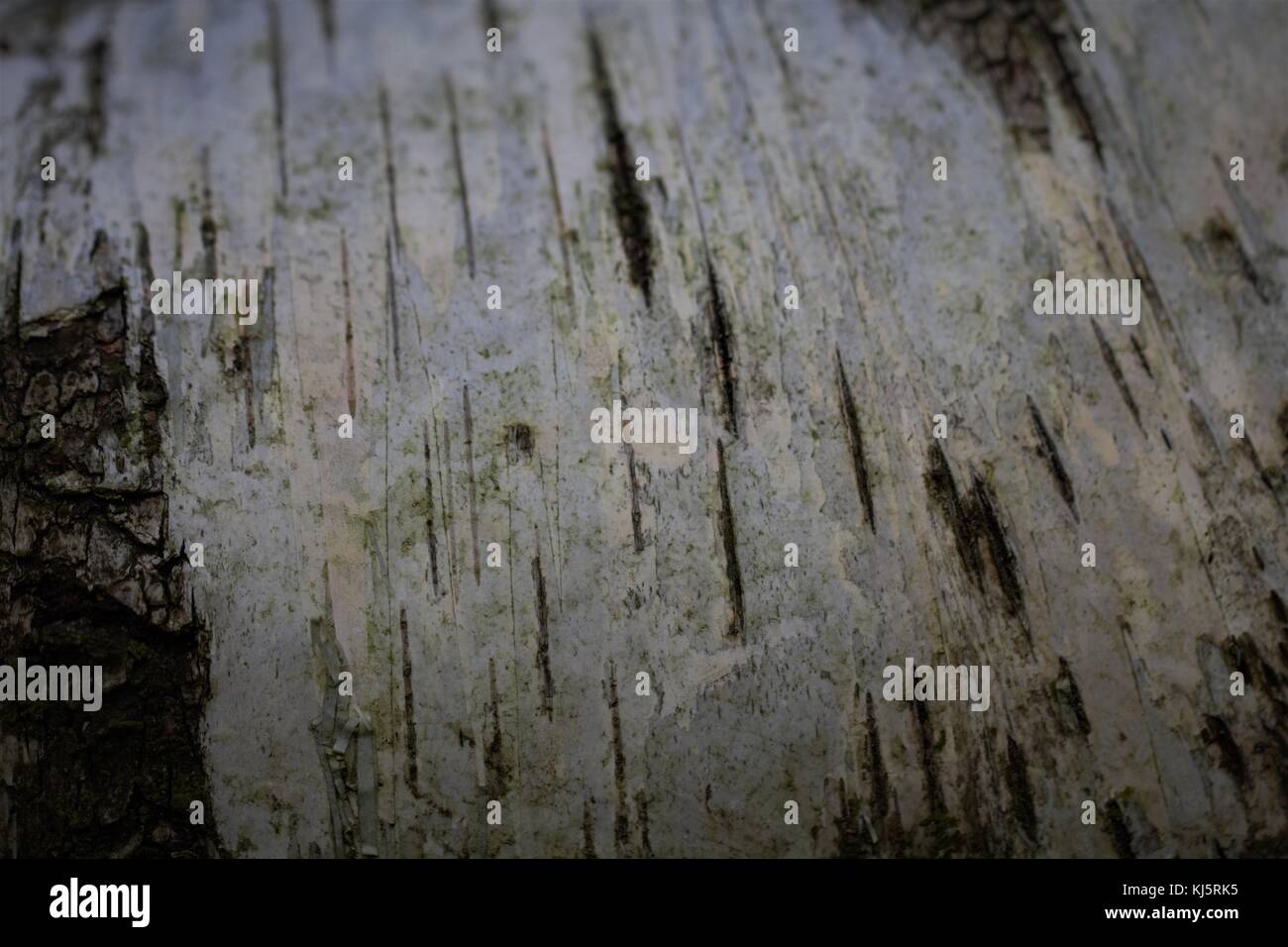 Detail shot of weathered white tree bark background texture Stock Photo ...