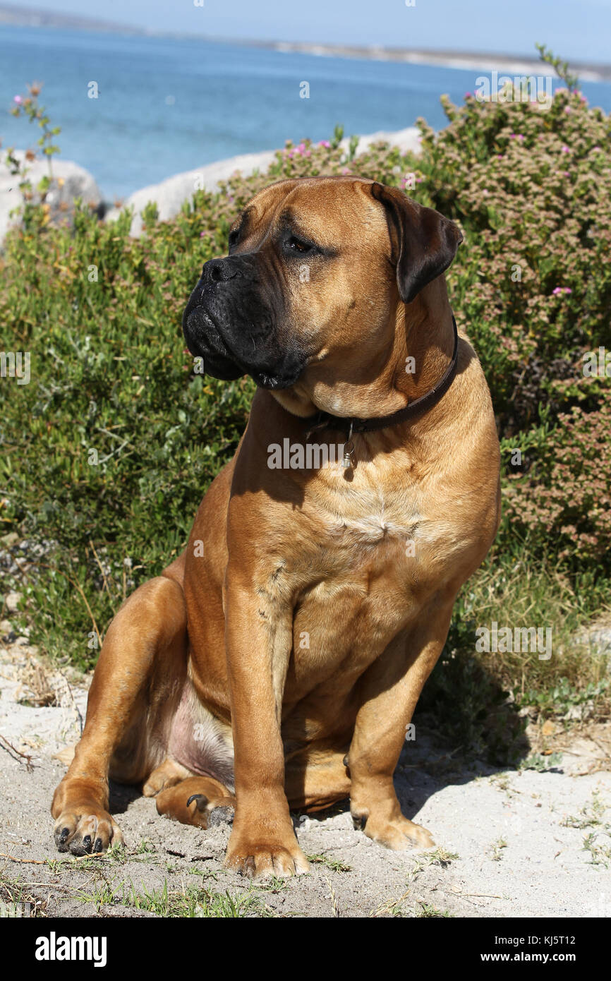 Boerboel High Resolution Stock Photography and Images - Alamy