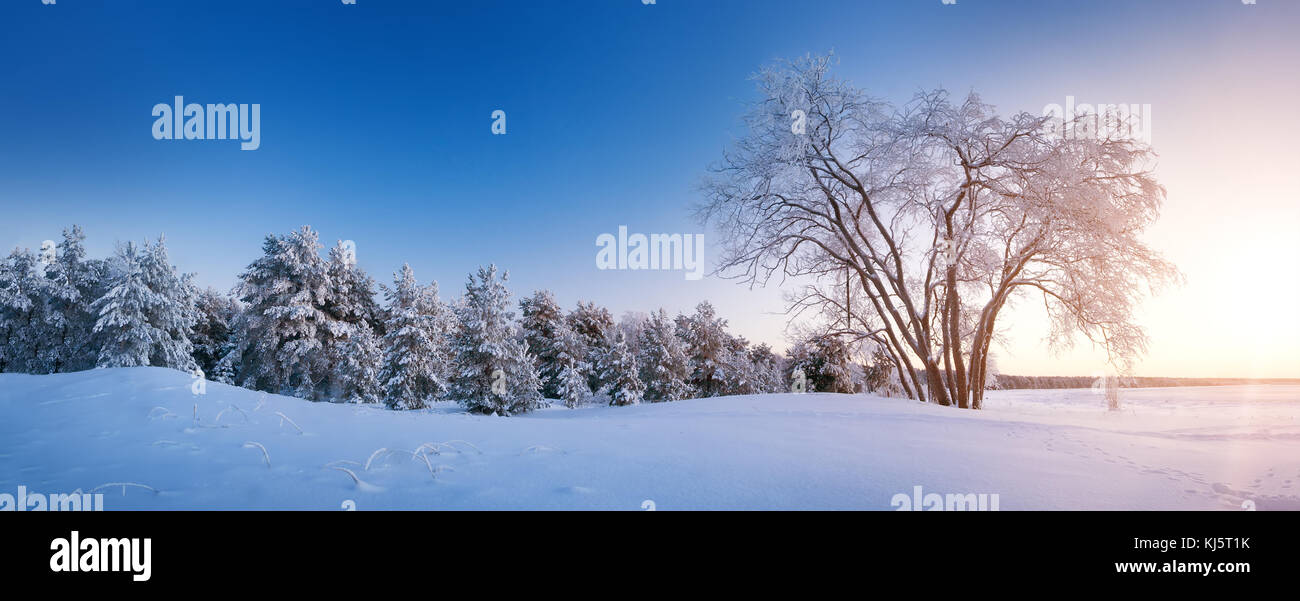 Tree in winter landscape Stock Photo - Alamy