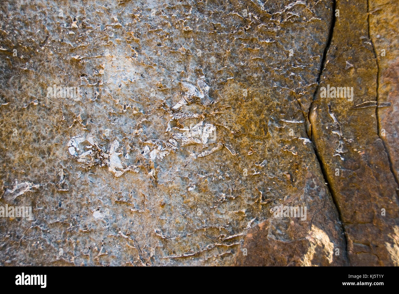 Riversleigh Fossil Fields, Boodjamulla National Park, Western ...