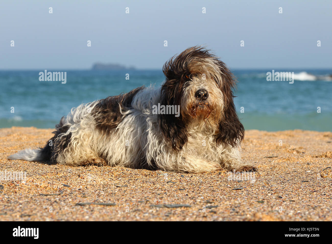 Petit basset griffon vendeen hi-res stock photography and images - Alamy