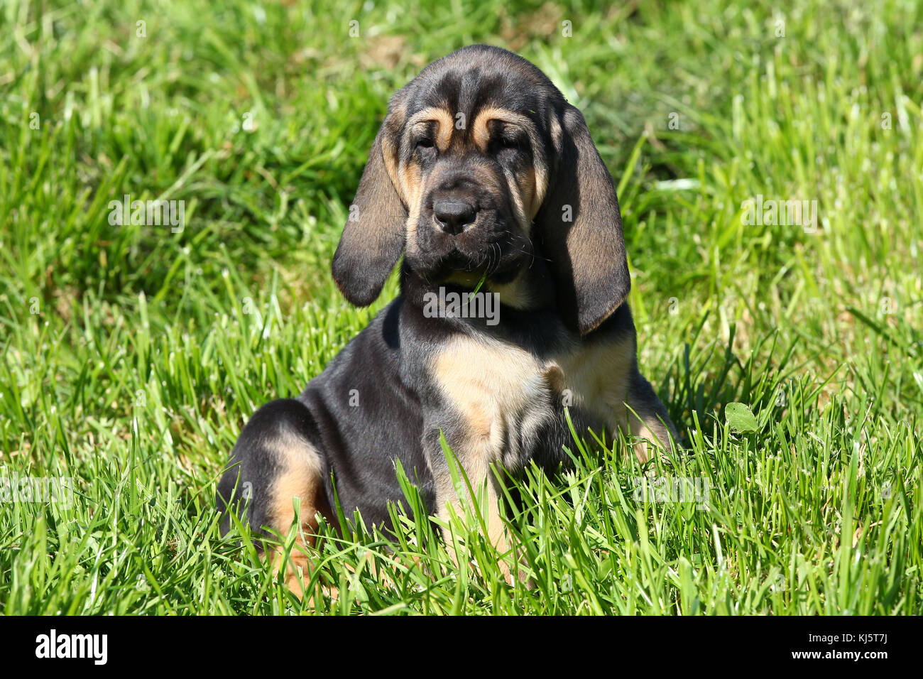 Bloodhound Or Saint Hubert Hound High Resolution Stock Photography and ...