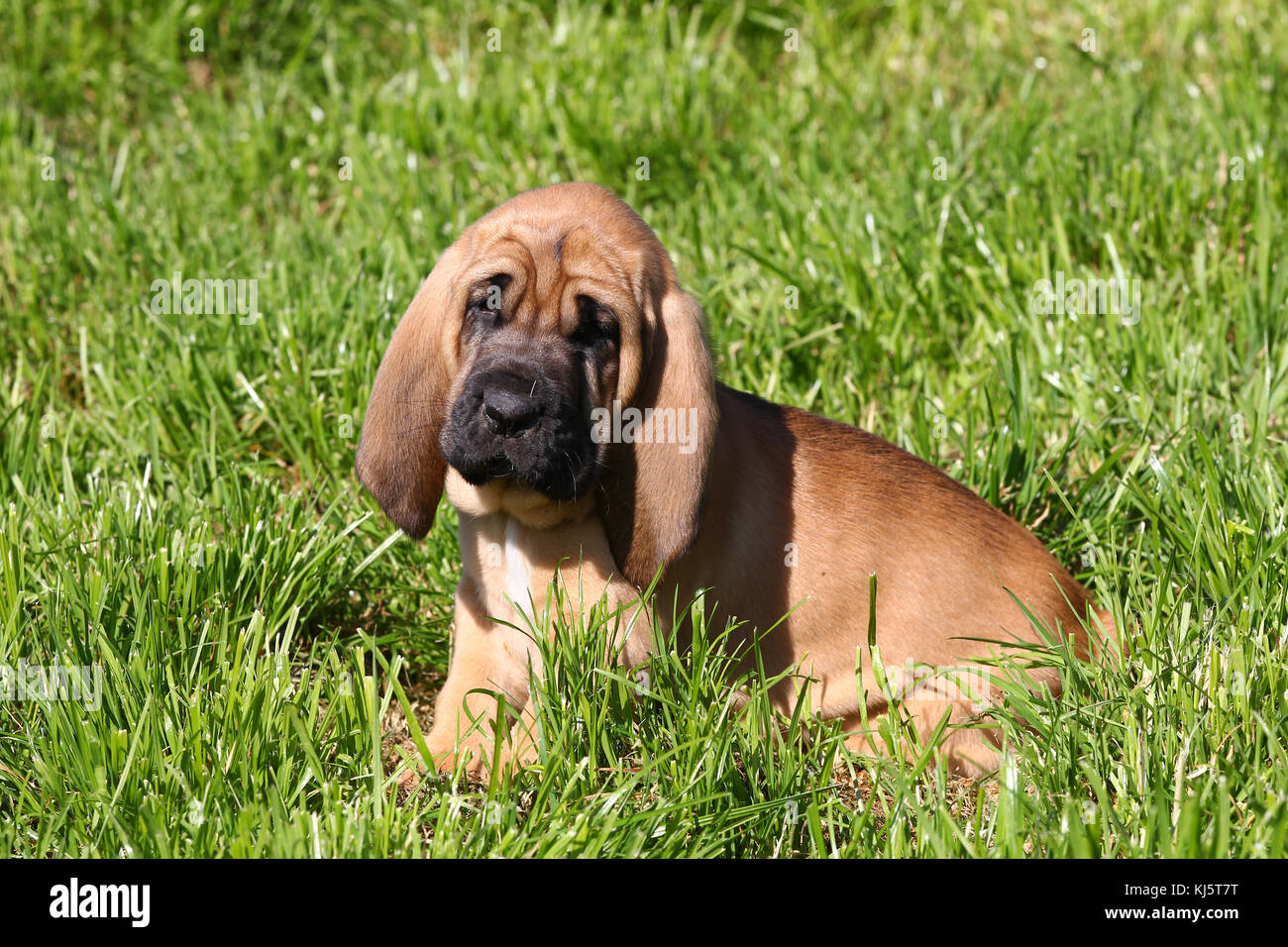 Bloodhound or saint hubert hound hi-res stock photography and images ...