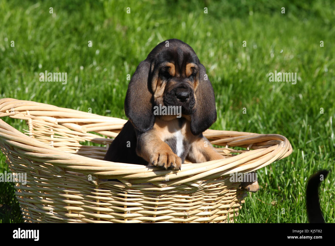 Bloodhound or saint hubert hound hi-res stock photography and images ...