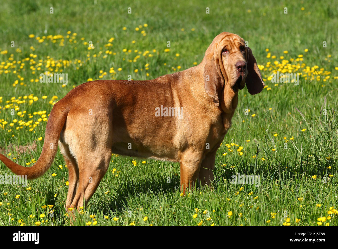 The bloodhound hi-res stock photography and images - Alamy