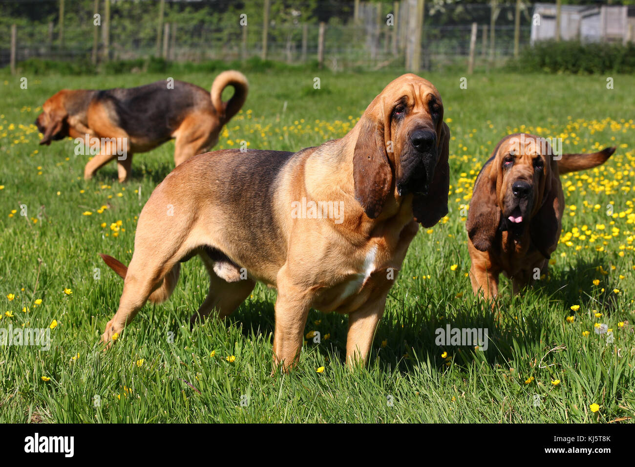 Bloodhounds High Resolution Stock Photography and Images - Alamy