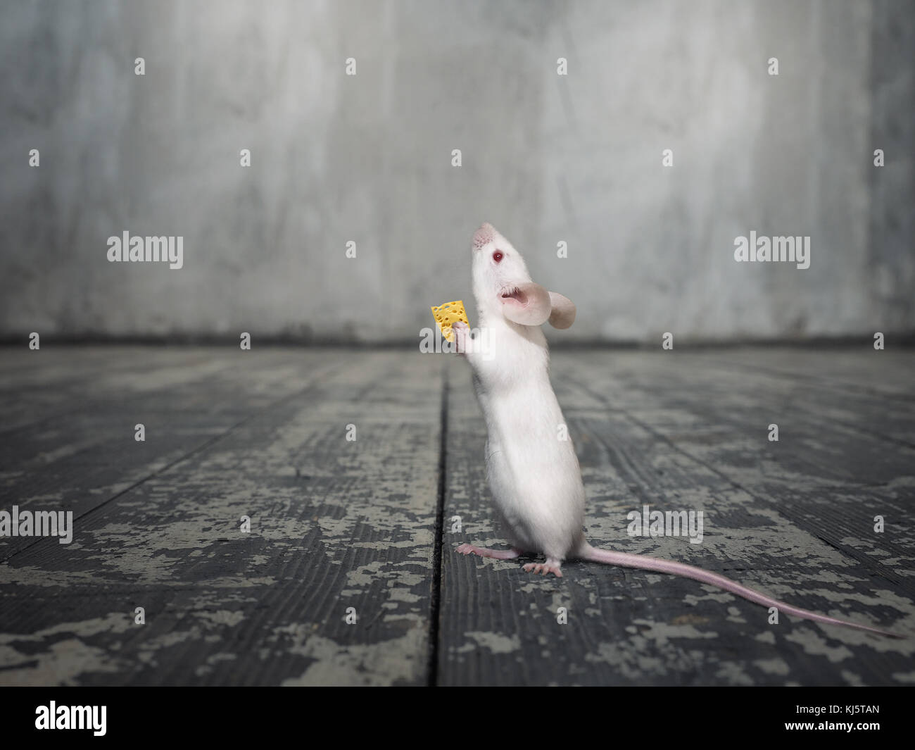White mouse with a piece of cheese. Mouse standing on hind legs on the ...