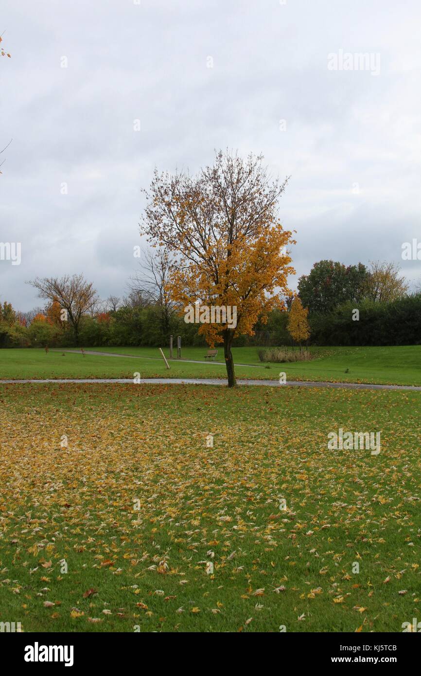 The autumn scenes in the month of gloomy November Stock Photo - Alamy