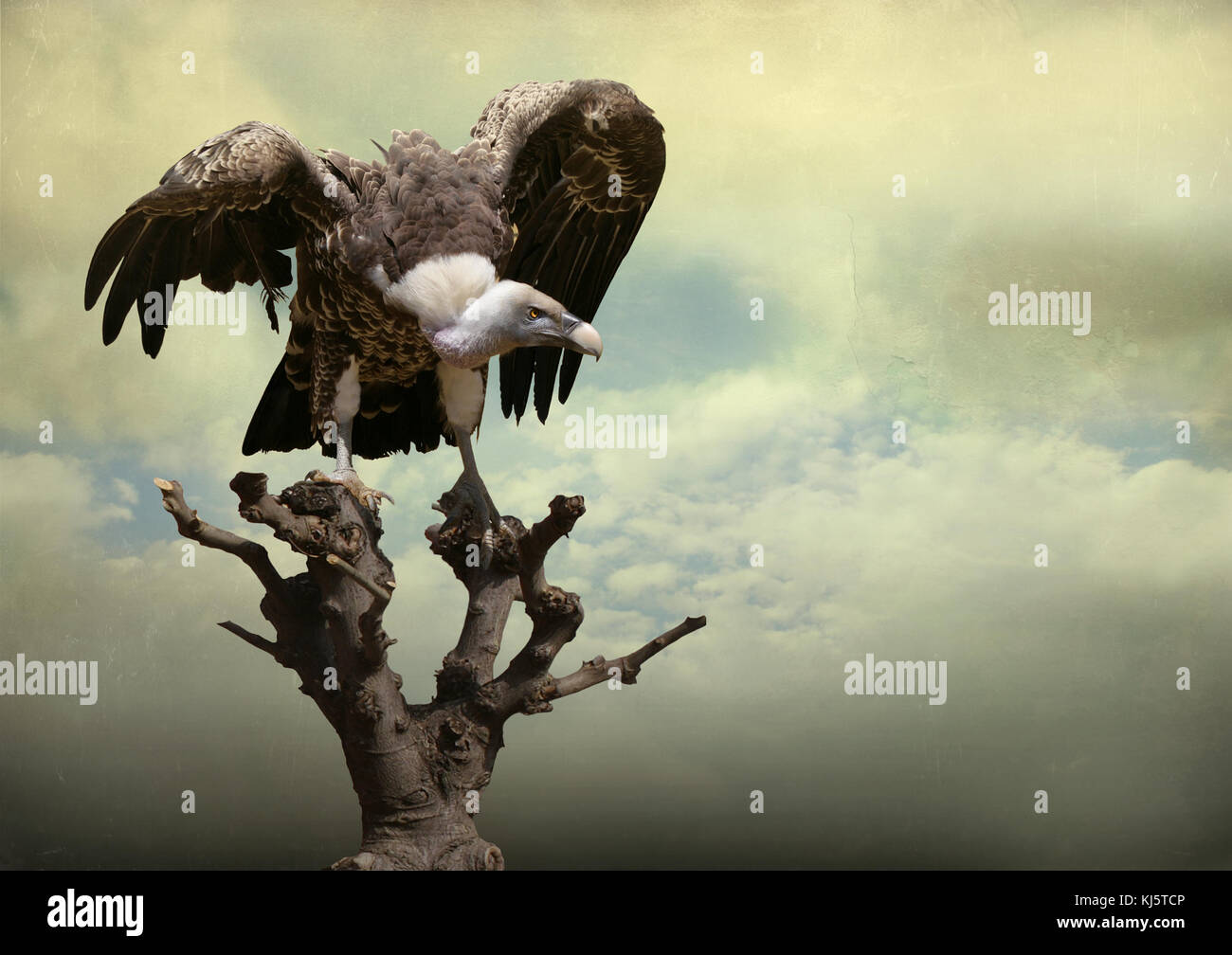 Beautiful golden eagle on a tree with opened wings in a beautiful sky ...