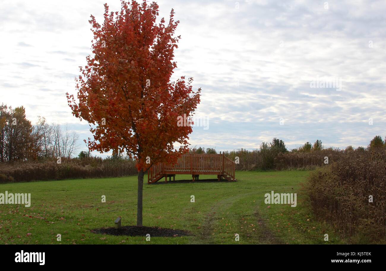 The autumn scenes in the month of gloomy November Stock Photo - Alamy