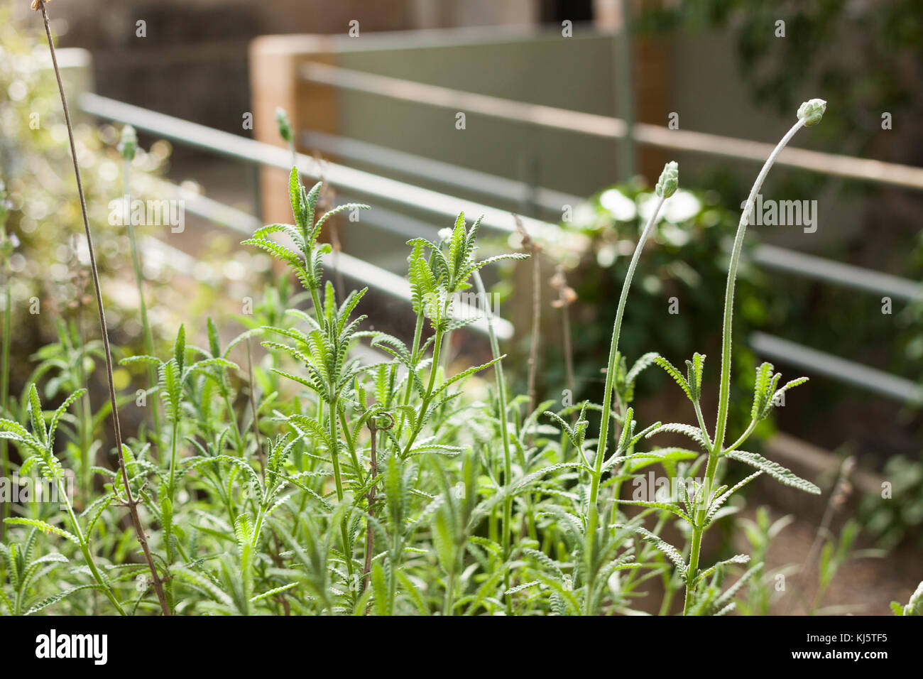 Lavandula dentata or French lavender in Lluc botanical garden, Majorca ...