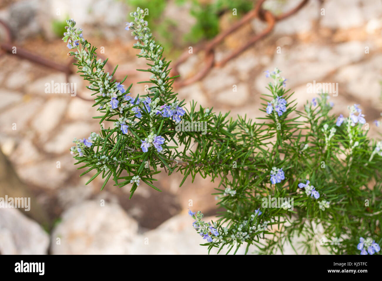 Close-up of rosemary in bloom. Selective focus Stock Photo - Alamy