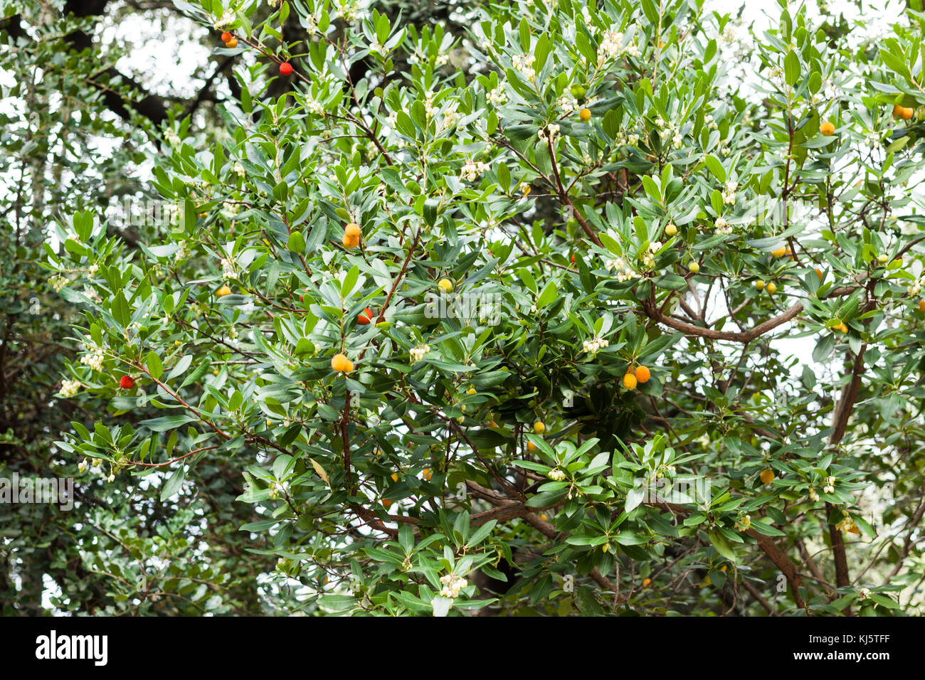 Arbutus unedo or strawberry tree in Lluc botanical garden, Majorca ...